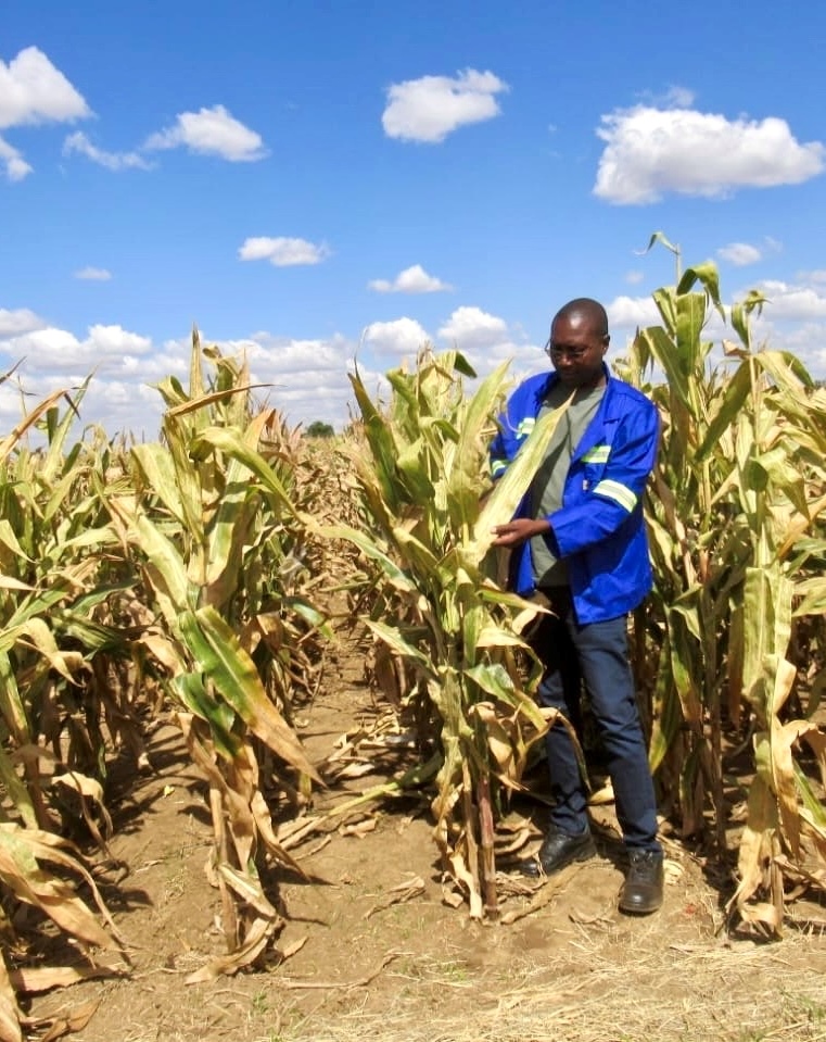 Promising findings in Maize streak virus study – African Centre for ...